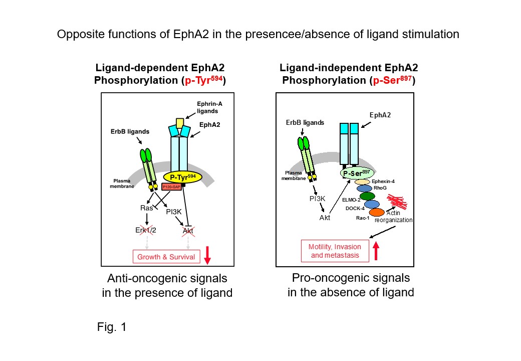 Koshikawa Laboratory